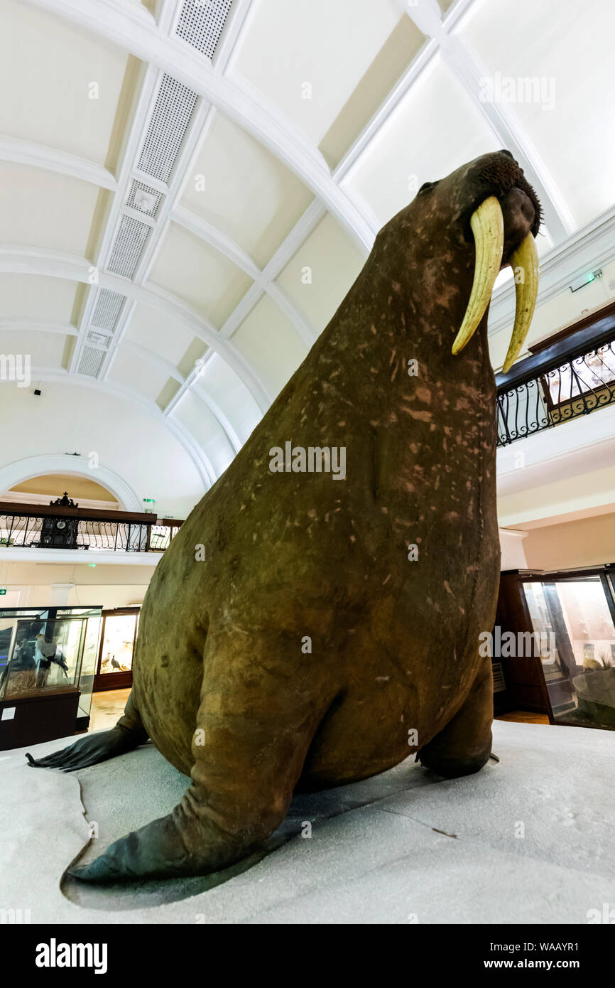 Horniman museum walrus hi-res stock photography and images - Alamy
