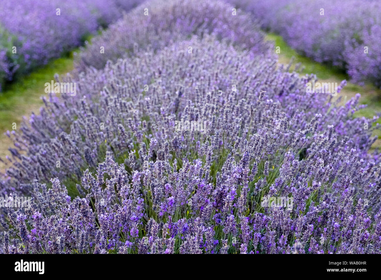 A close-up of a colourful row of bright purple lavender in full bloom ...