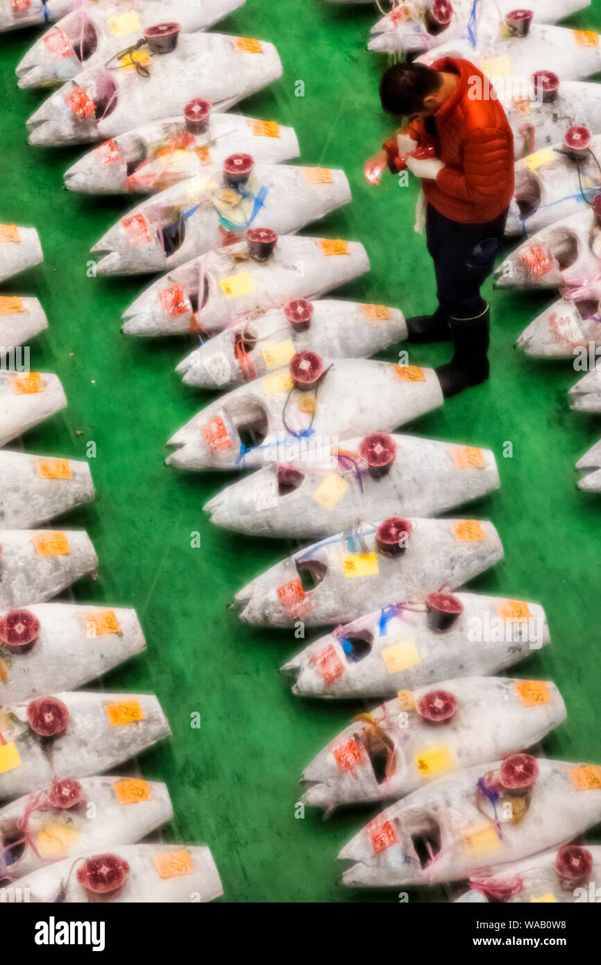 Japan, Honshu, Tokyo, Toyosu Fish Market, View of The Early Morning ...