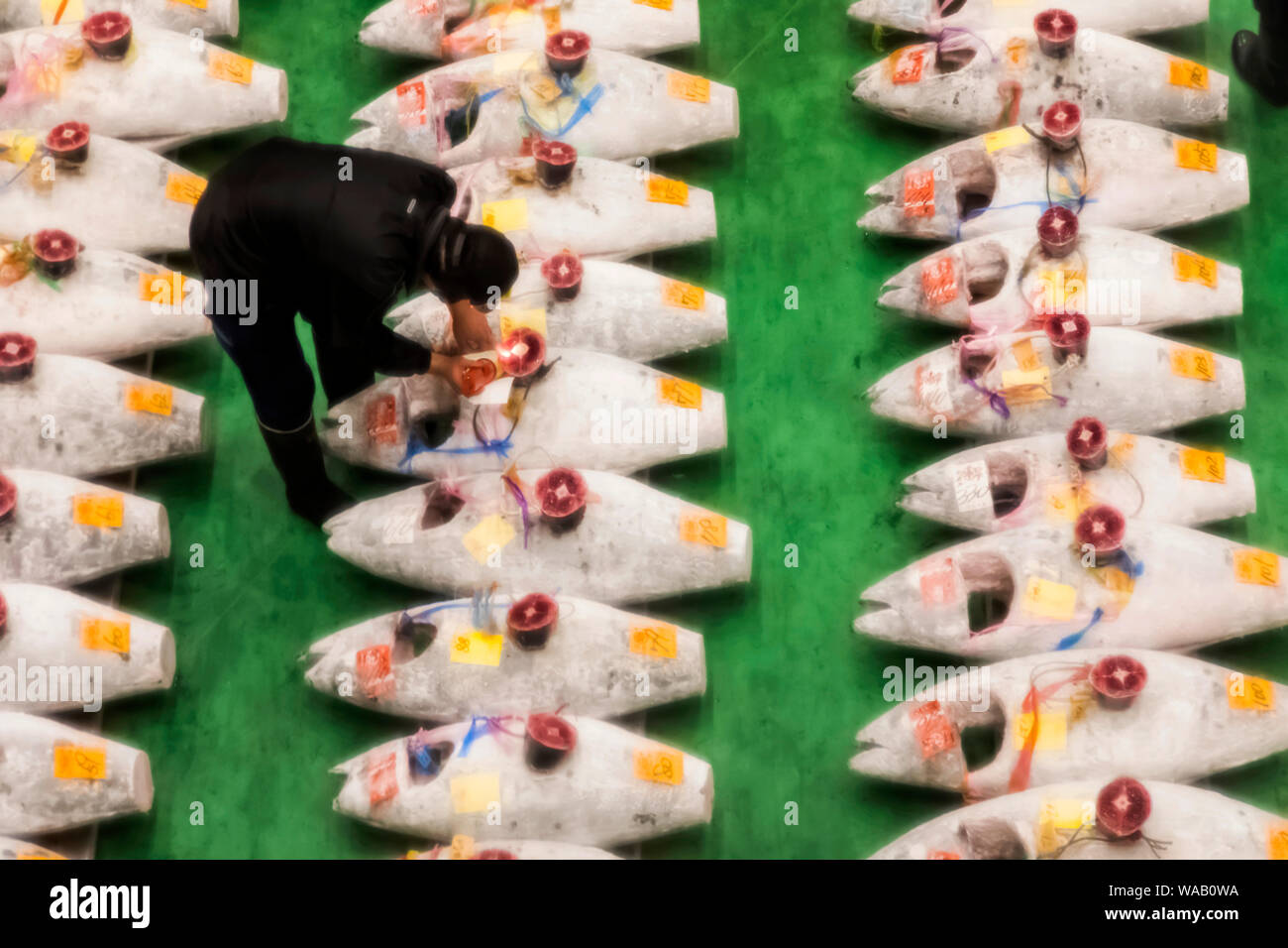 Japan, Honshu, Tokyo, Toyosu Fish Market, View of The Early Morning ...