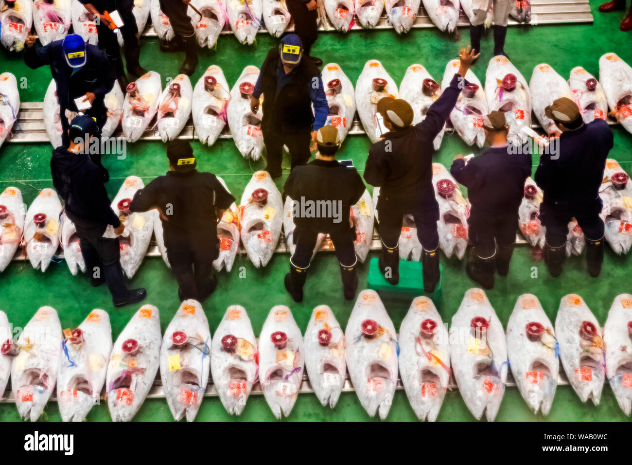 Japan, Honshu, Tokyo, Toyosu Fish Market, View of The Early Morning ...