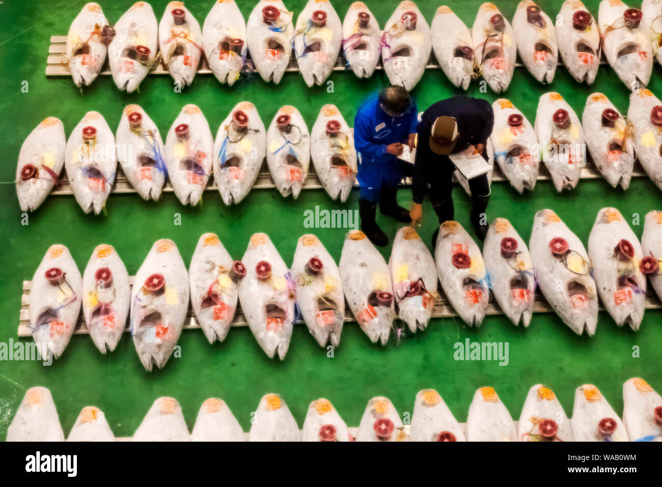 Japan, Honshu, Tokyo, Toyosu Fish Market, View of The Early Morning ...