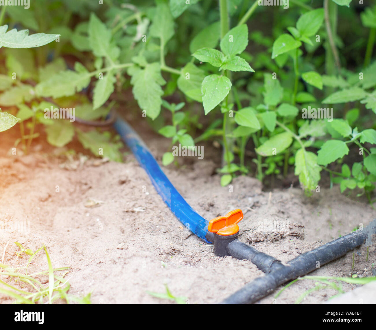 Dropper dispensers hi-res stock photography and images - Alamy
