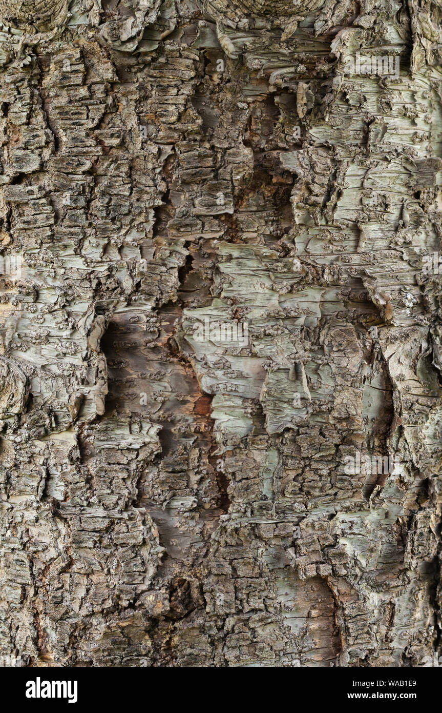 close-up of tree bark texture Stock Photo - Alamy