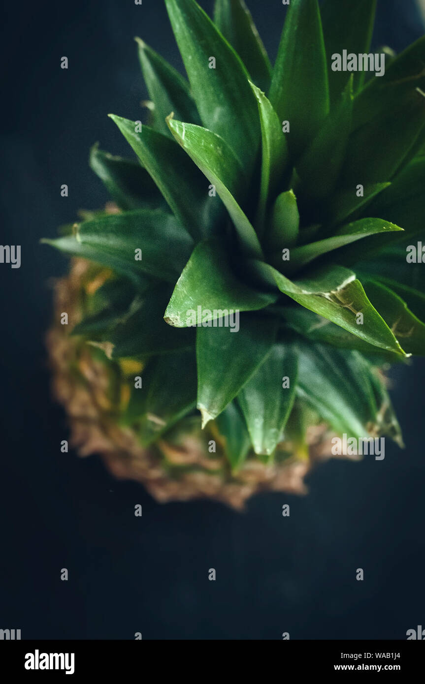 whole pineapple top view dark background close-up Stock Photo - Alamy