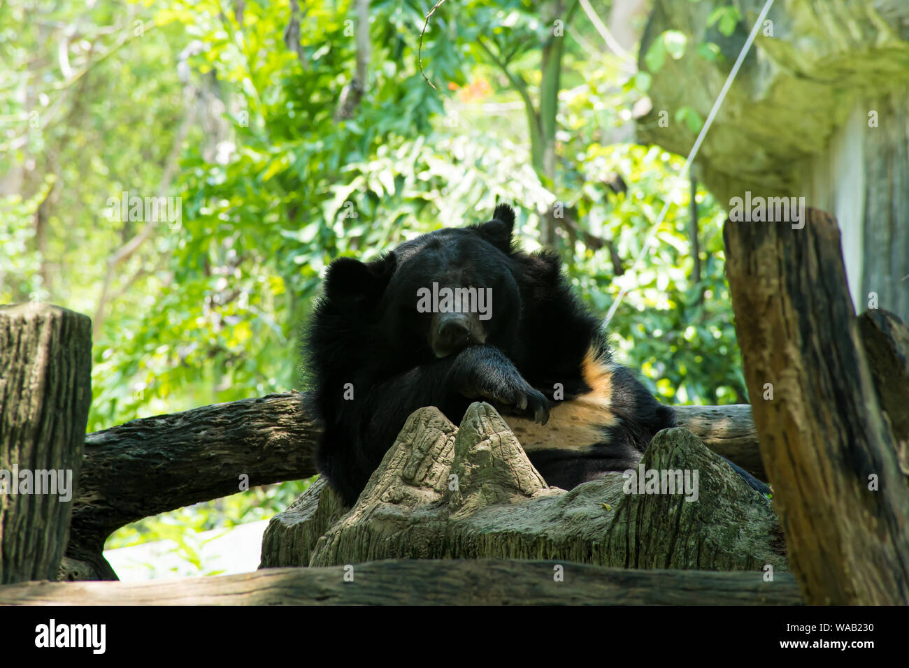 The bear is sleeping in a tree. Concept of animals in the zoo Stock ...