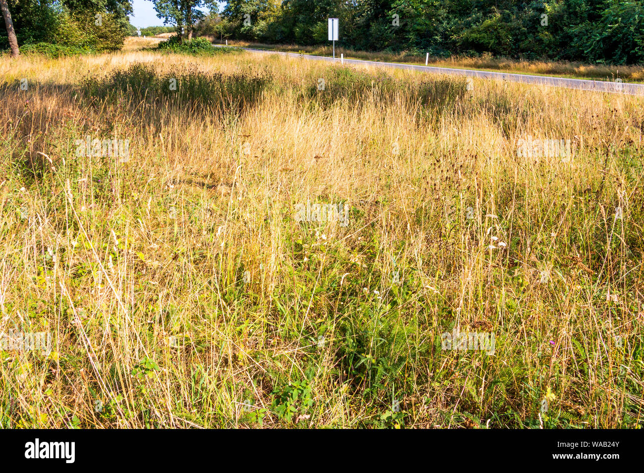 Extreme drought in the Netherlands in summertime with high temperatures ...