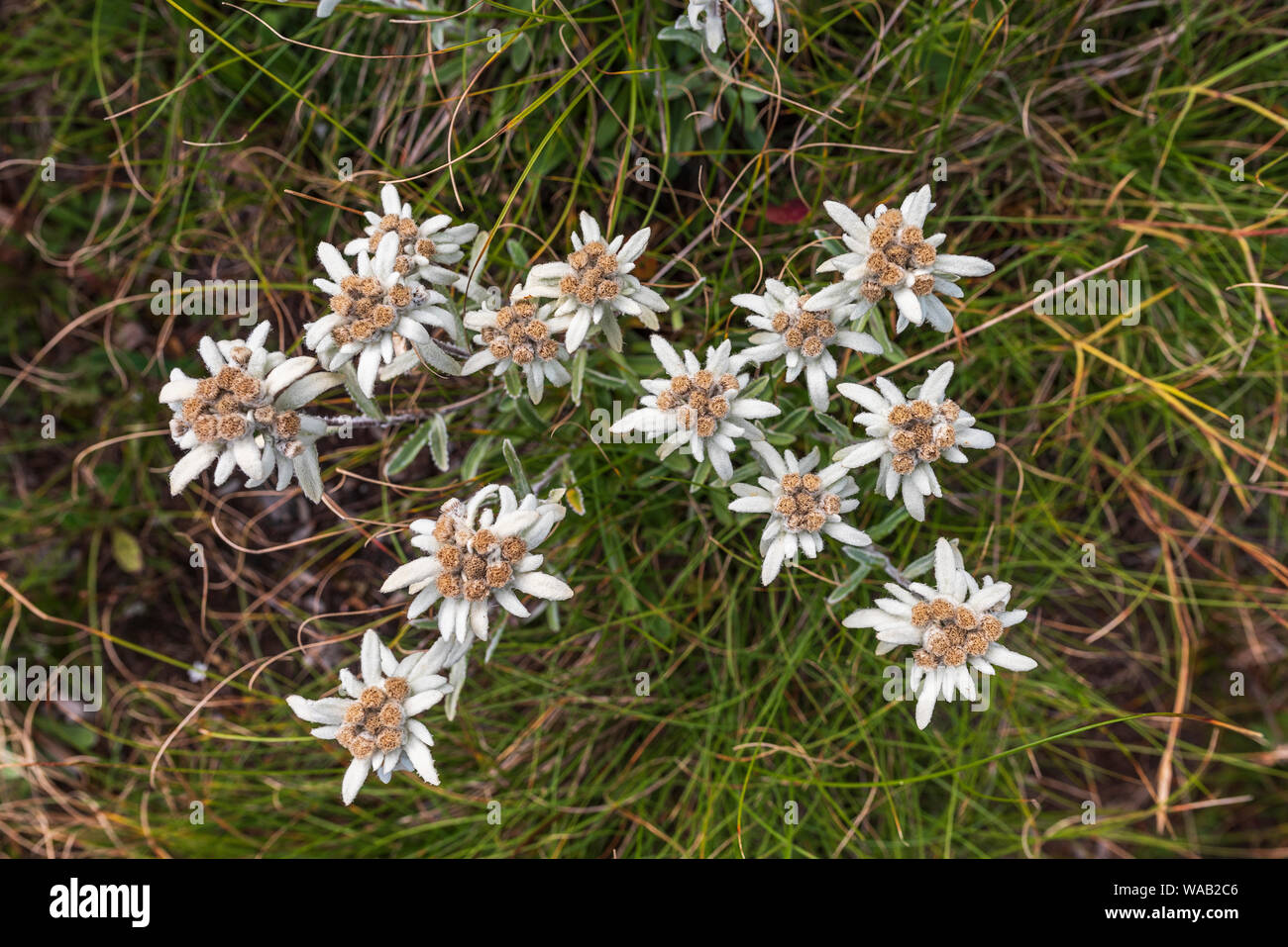 Leontopodium nivale, commonly called Edelweiss - famous protected ...