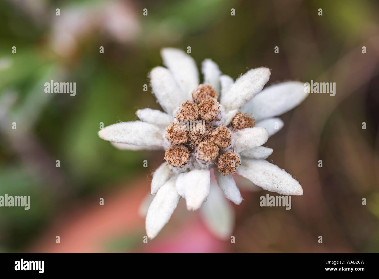 Leontopodium nivale, commonly called Edelweiss - famous protected ...