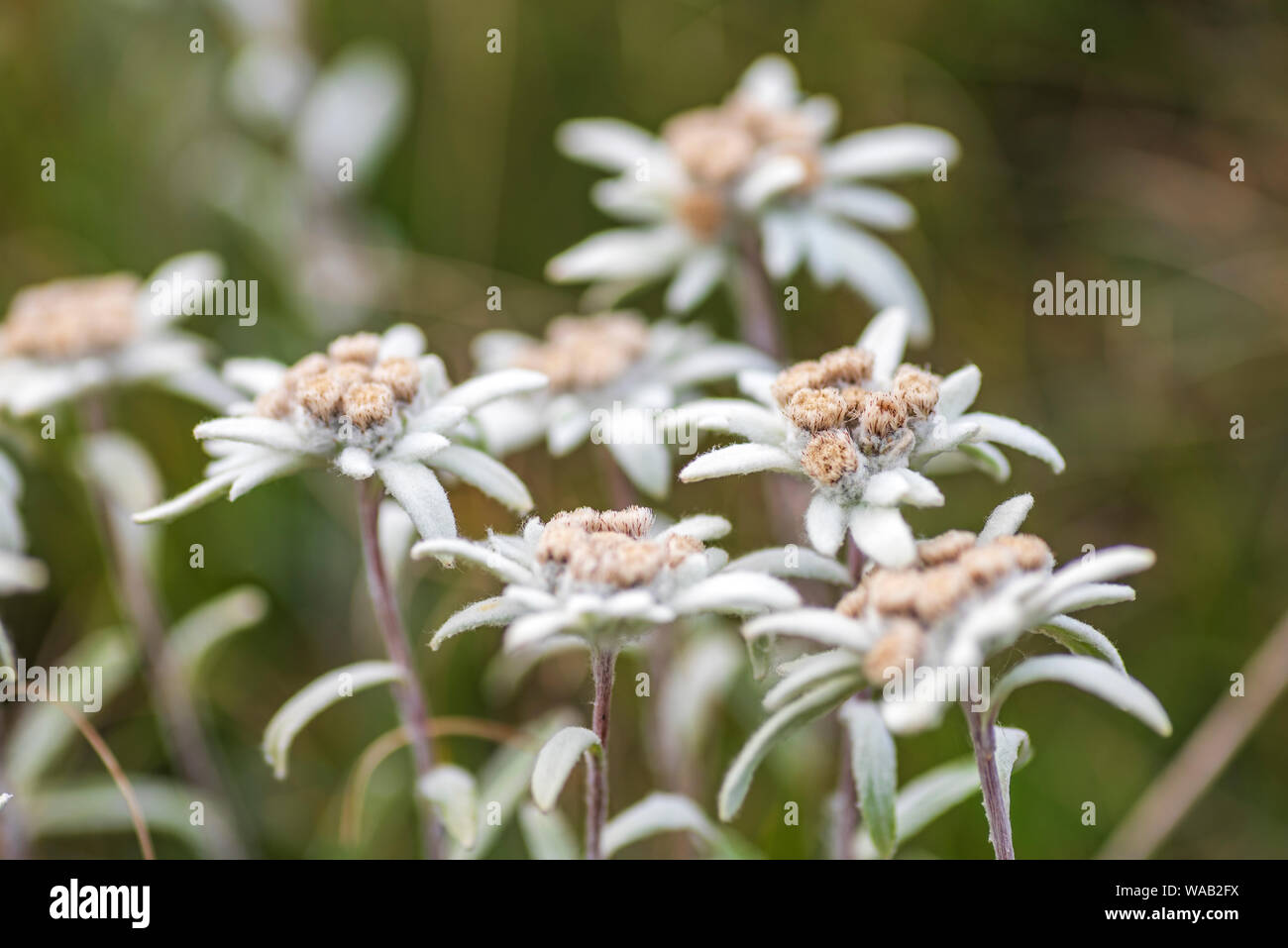 Leontopodium nivale, commonly called Edelweiss - famous protected ...