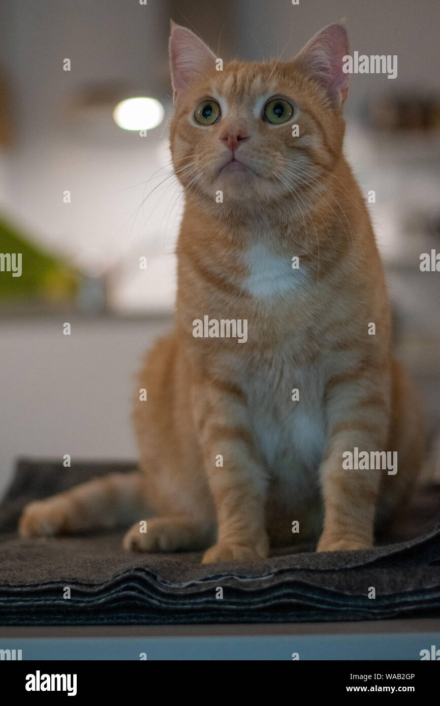 Ginger cat at home in the kitchen Stock Photo - Alamy