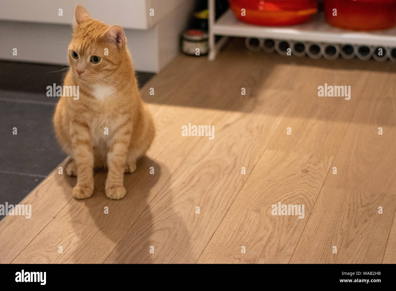 Ginger cat at home in the kitchen Stock Photo - Alamy