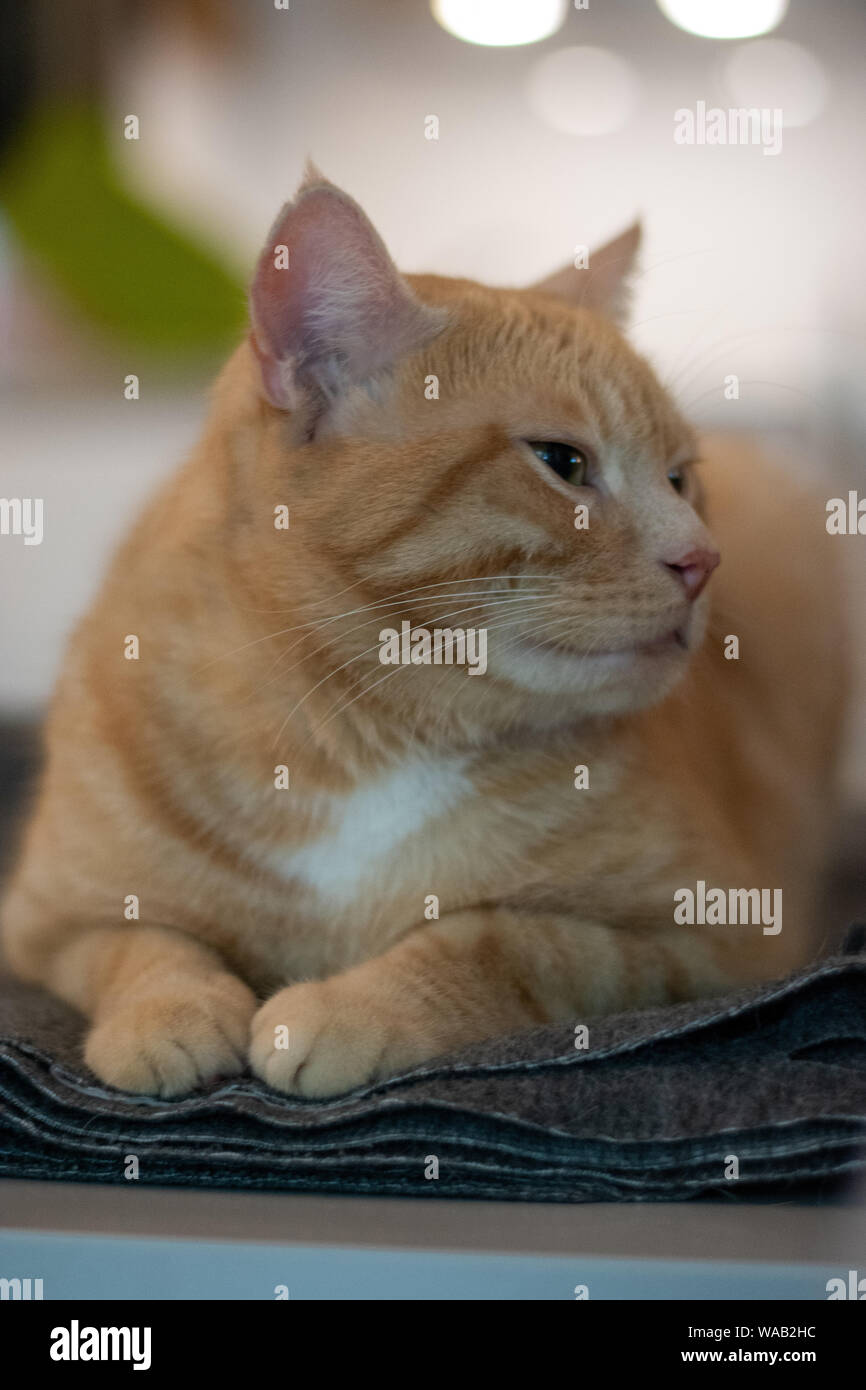 Ginger cat at home in the kitchen Stock Photo - Alamy