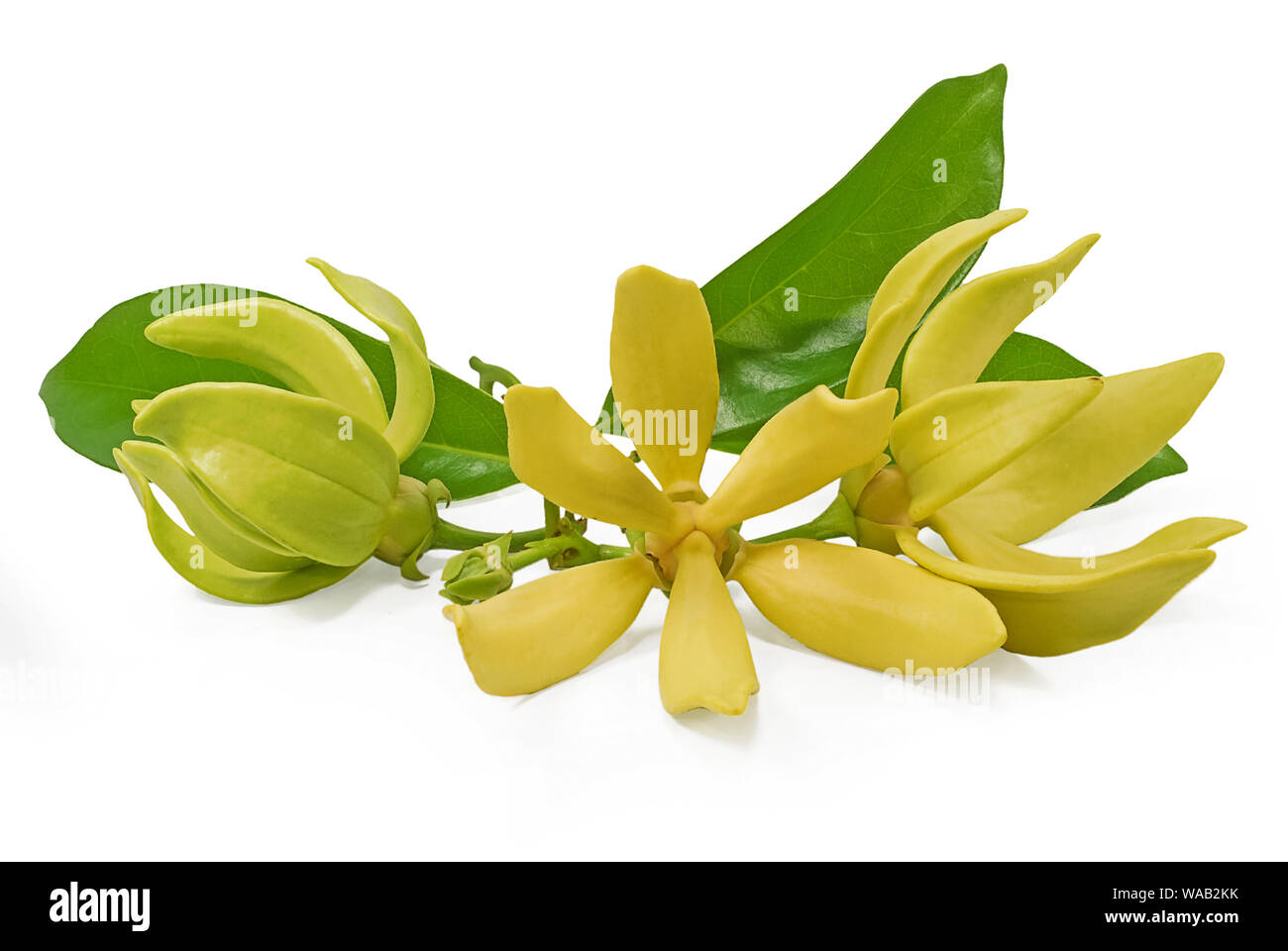 Yellow flower, Magnolia champaca flower isolated on white background ...