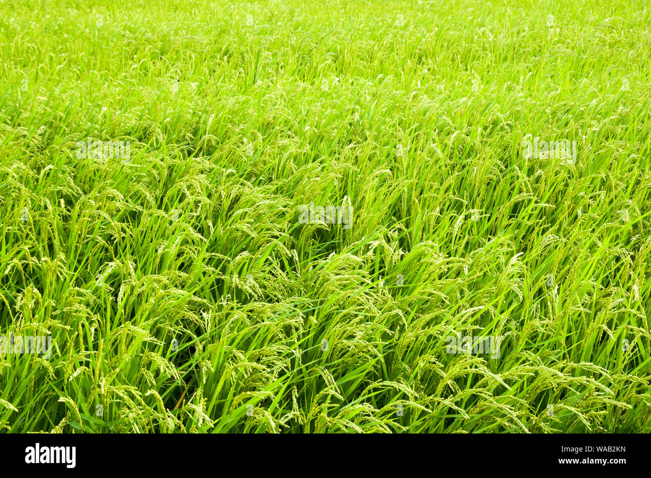 Oyama, Japan, 08/19/2019 , Details of a rice field and rice plants in ...