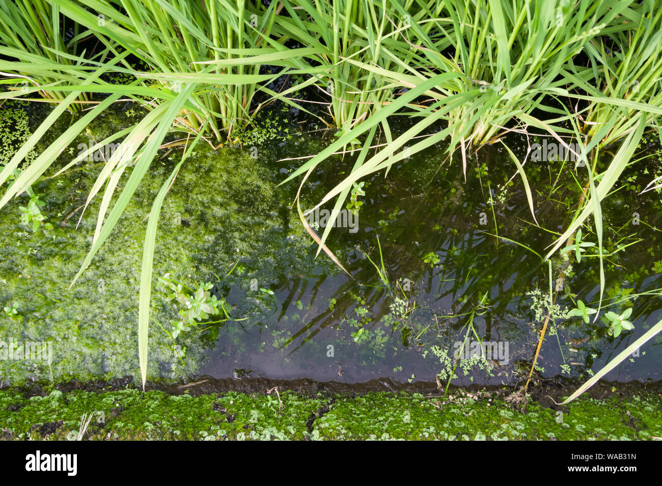 Oyama, Japan, 08/19/2019 , Details of a rice field and rice plants in ...