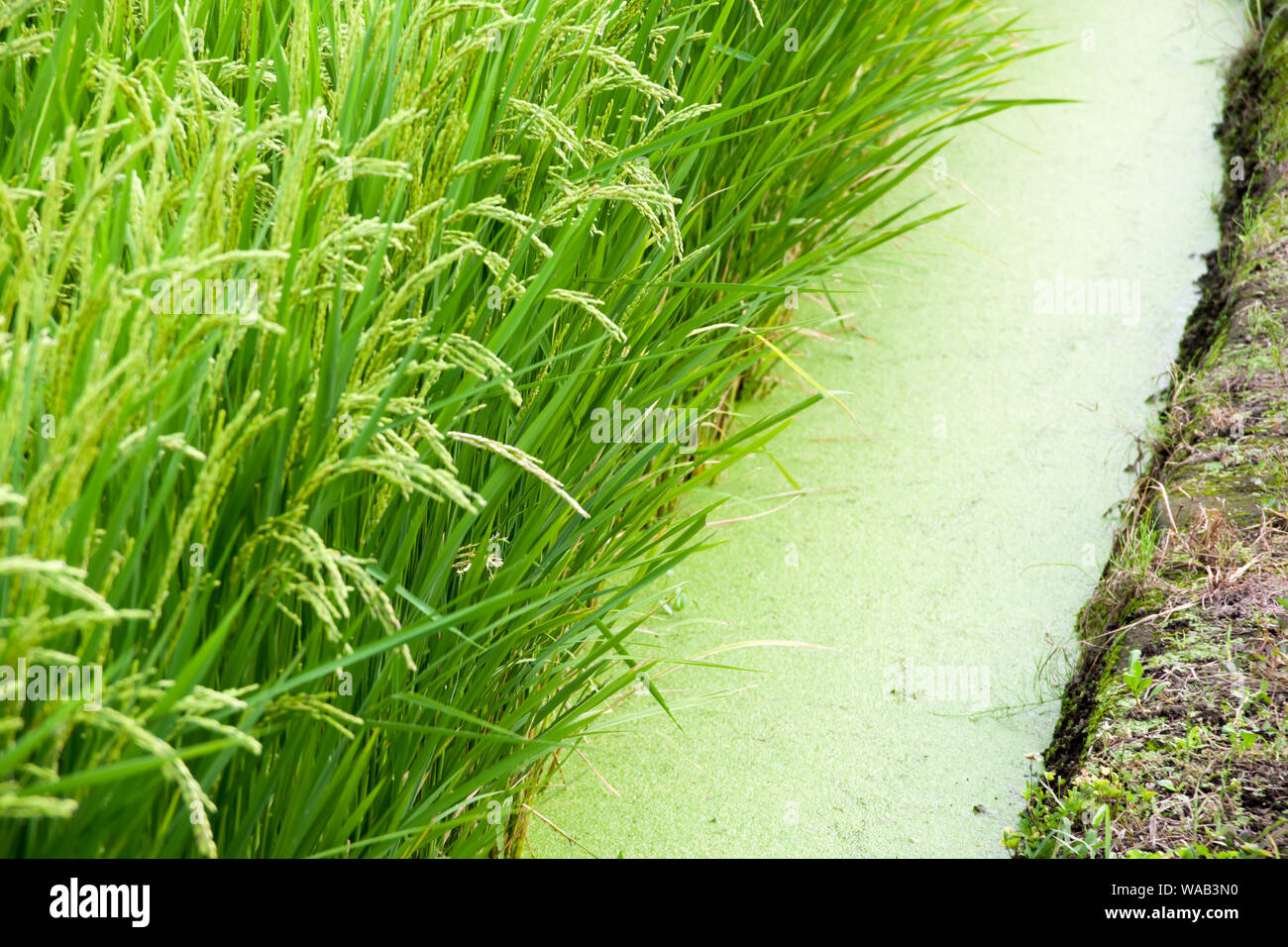 Oyama, Japan, 08/19/2019 , Details of a rice field and rice plants in ...