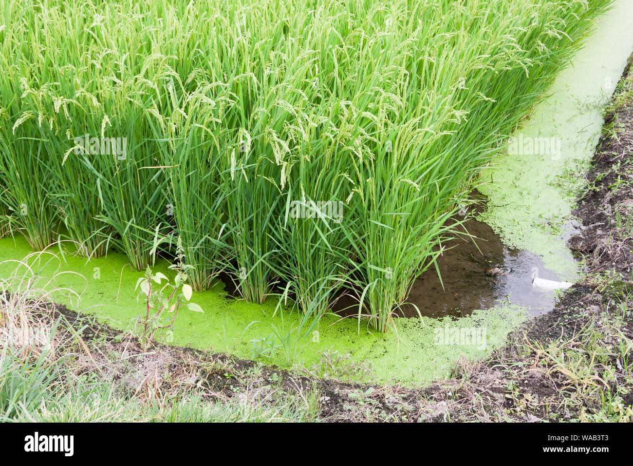 Oyama, Japan, 08/19/2019 , Details of a rice field and rice plants in ...