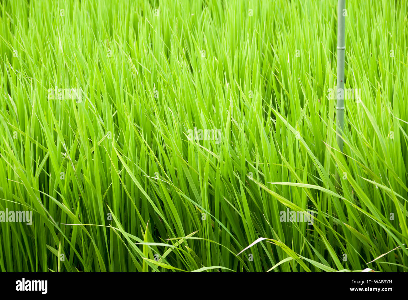 Oyama, Japan, 08/19/2019 , Details of a rice field and rice plants in ...