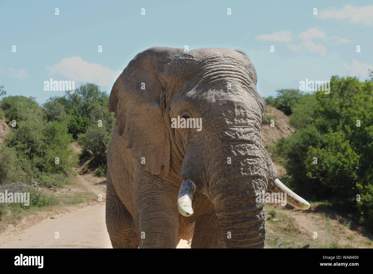 Big elephant bull in musth on track hi-res stock photography and images ...