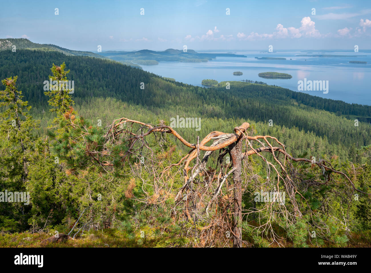 Finnish Landscape at Lake Pielinen in Koli National Park with old ...
