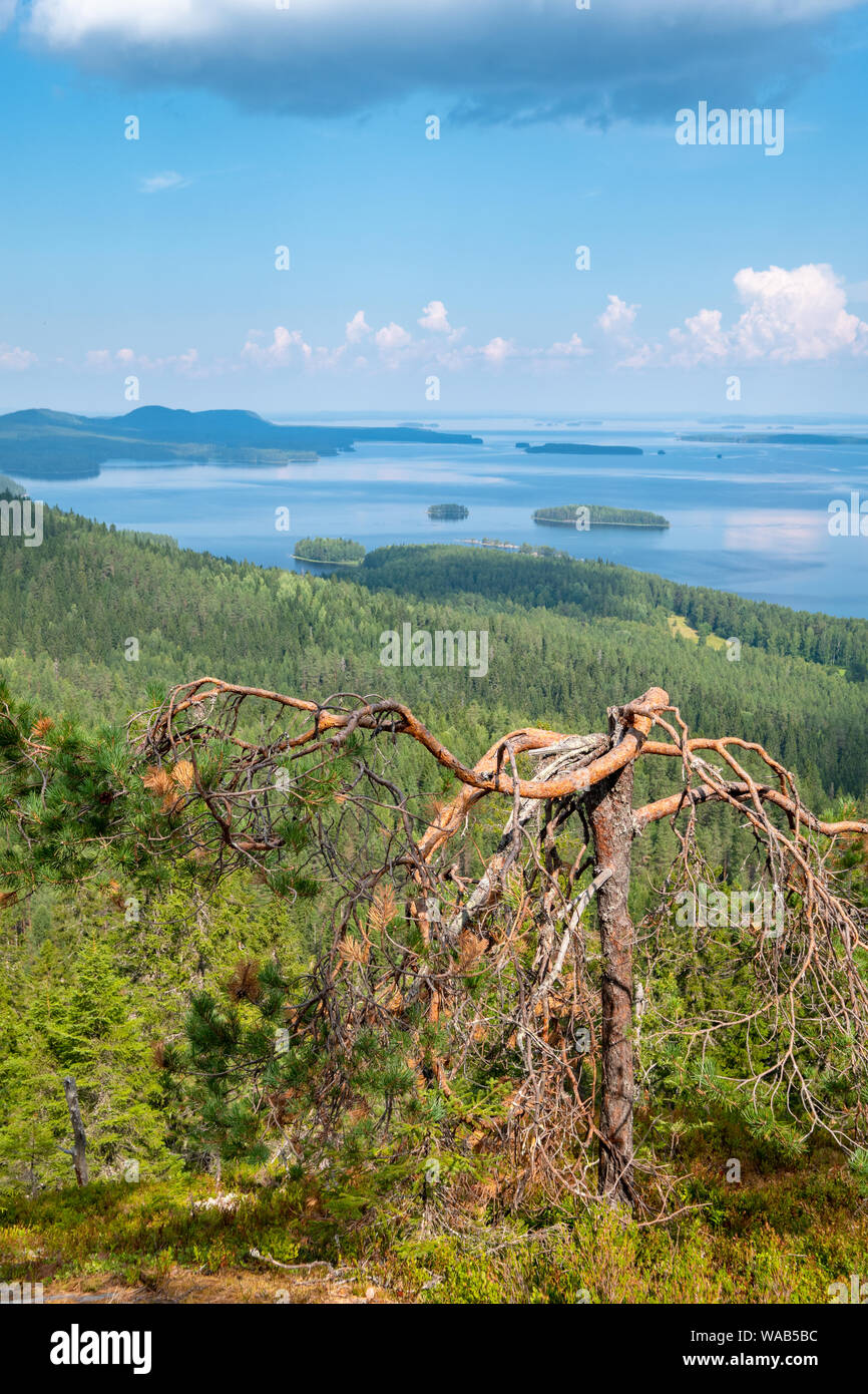 Finnish Landscape at Lake Pielinen in Koli National Park with old ...