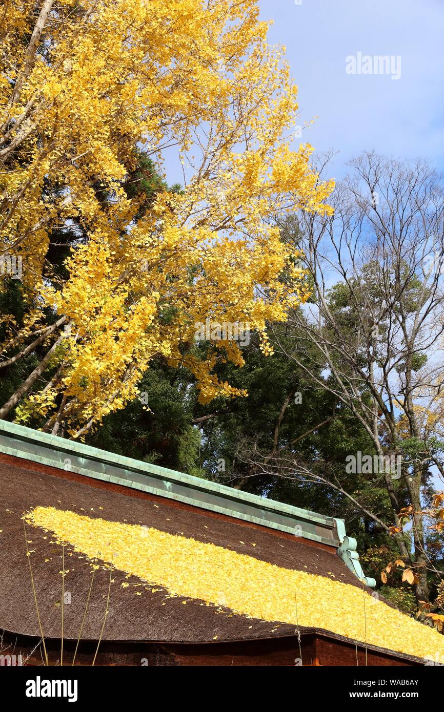 Ginkgo tree temple hi-res stock photography and images - Alamy