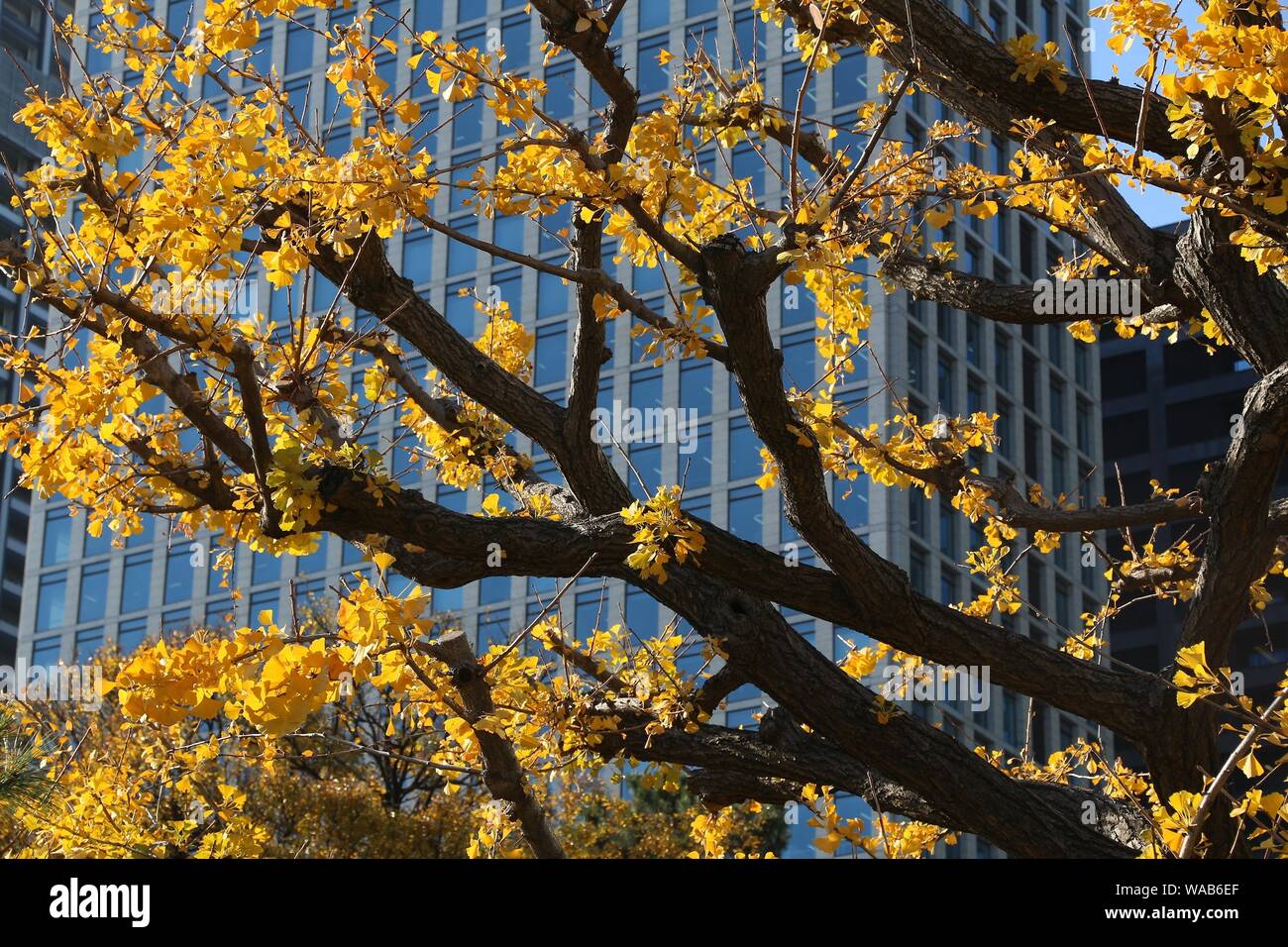 Autumn leaves in Japan - ginkgo tree yellow foliage in Tokyo Stock ...