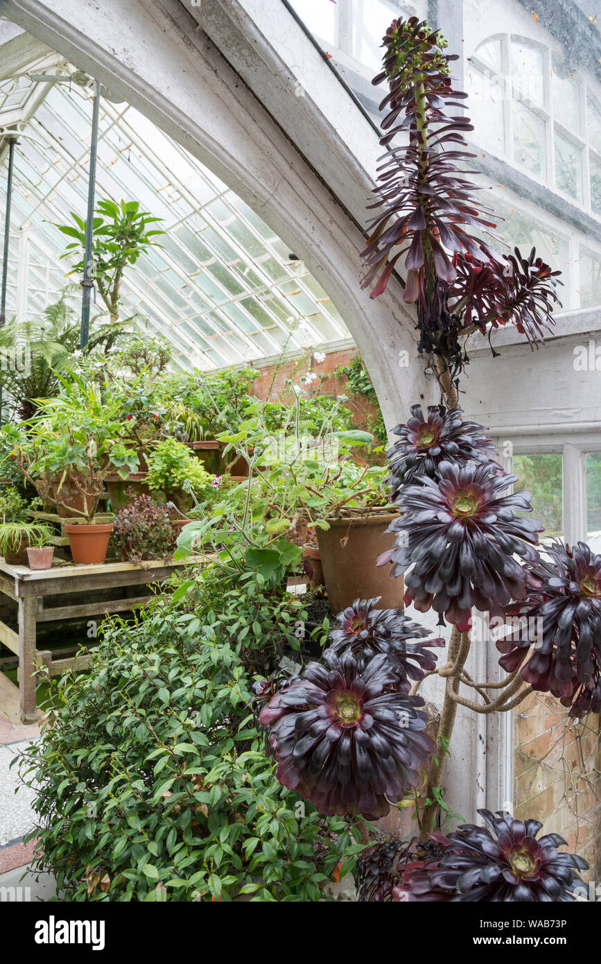 Inside the beautiful conservatory at Hergest Croft gardens in spring ...