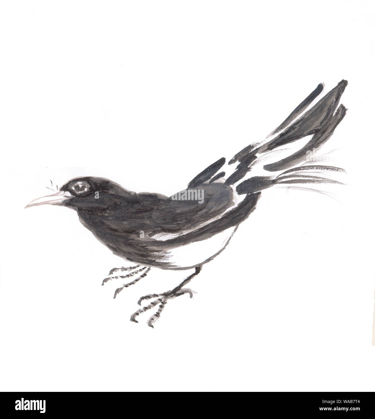 Asian or Oriental Magpie, illustration. Original art, watercolor ...