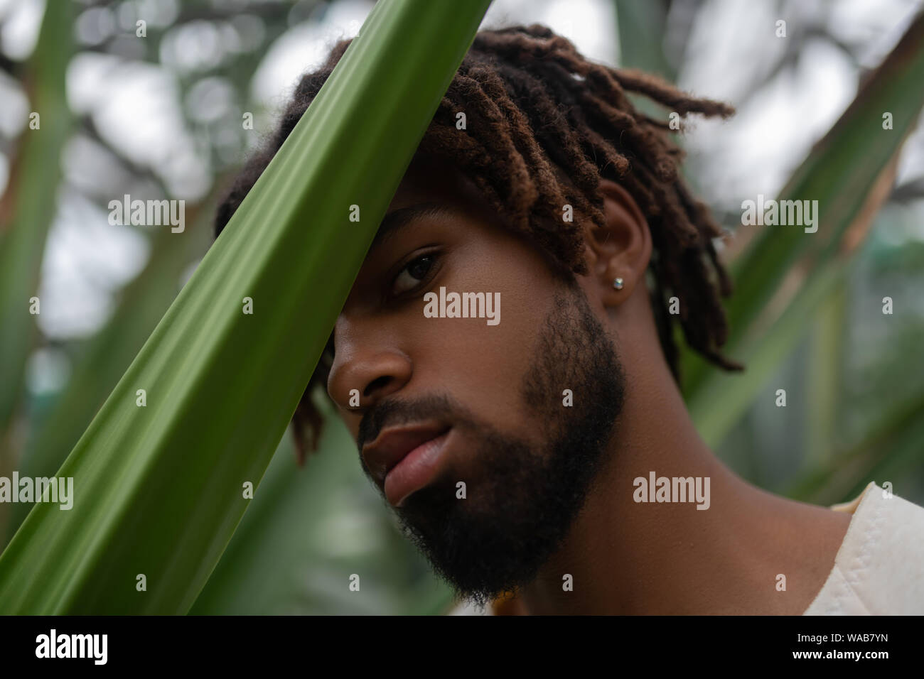 Bearded palm tree hi-res stock photography and images - Alamy