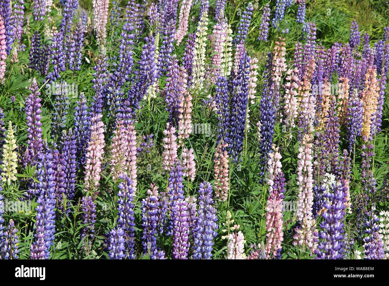 Lupine flowers in Norway. Herbaceous perennial plant in the legume ...