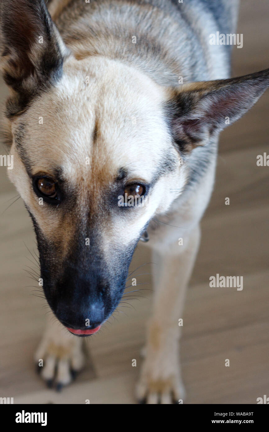 Cute dog looking to the camera Stock Photo - Alamy