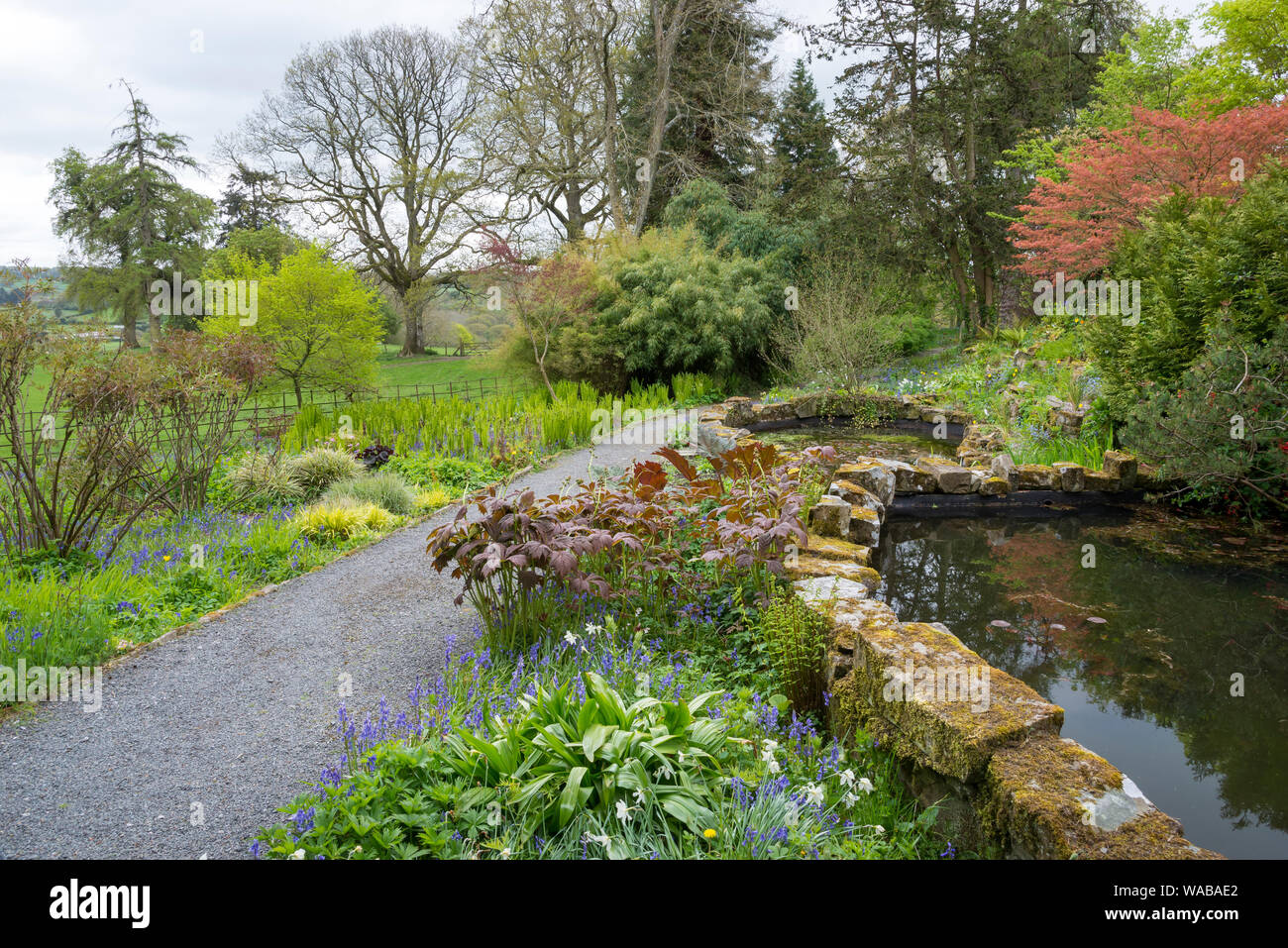 Path by the pools at Hergest Croft gardens in spring. Kington, England ...