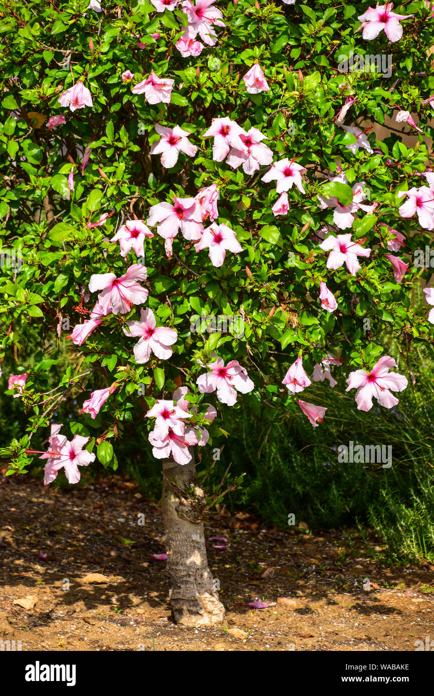 Hibiscus pink bush hi-res stock photography and images - Alamy