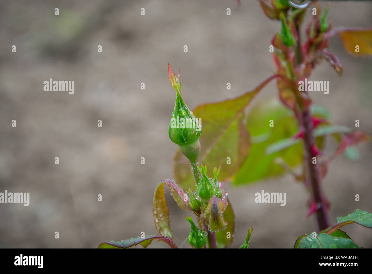 Unopened rose bud with water drops, freshness after rain, rose flower ...