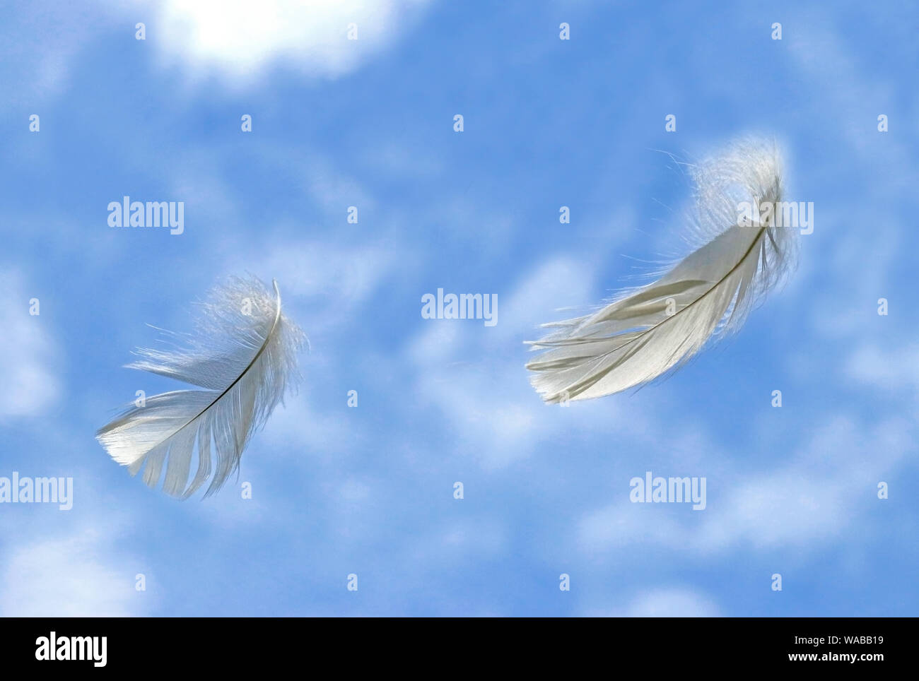 Feather floating in air hi-res stock photography and images - Alamy