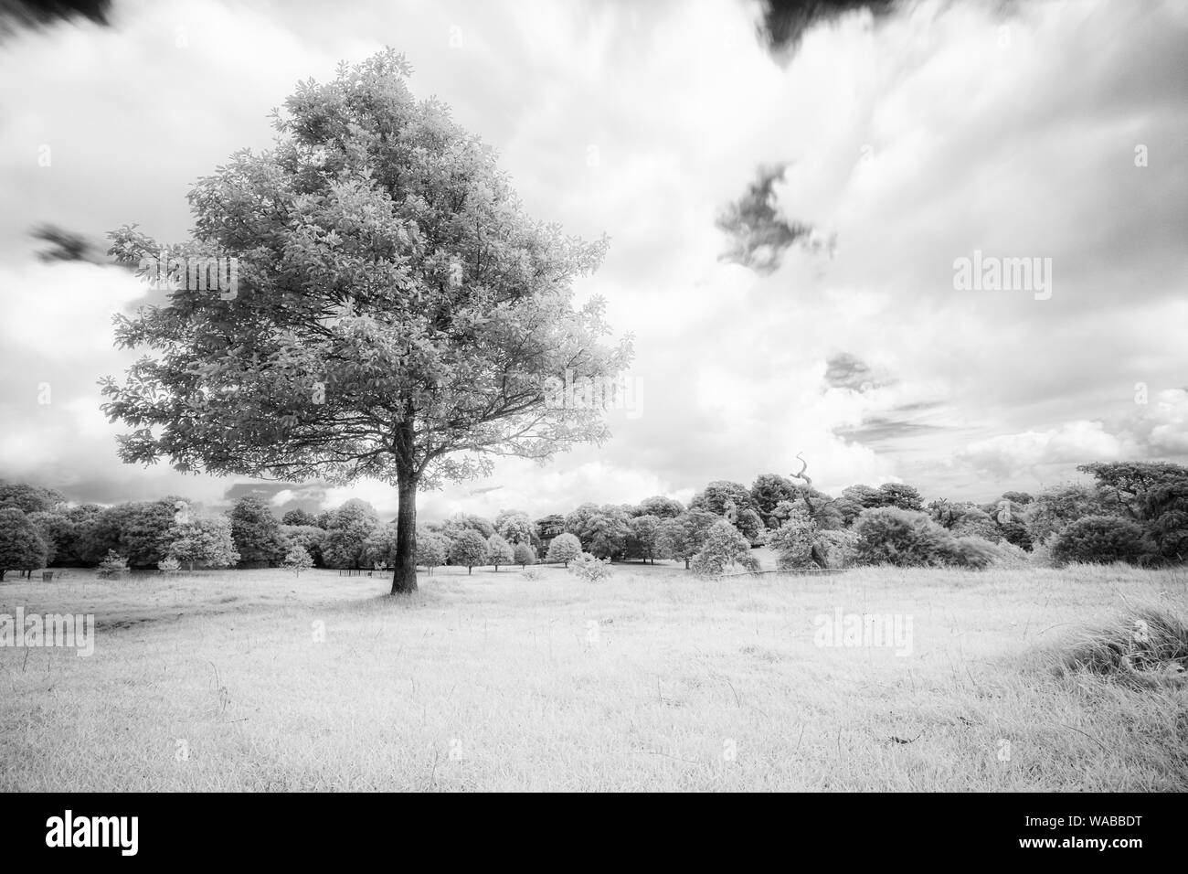 Infrared trees in cornwall england uk Stock Photo - Alamy