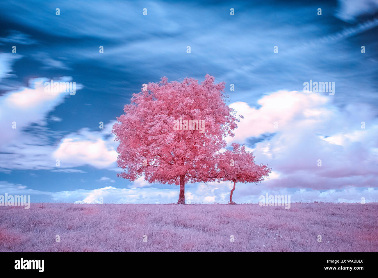 Infrared trees in cornwall england uk Stock Photo - Alamy