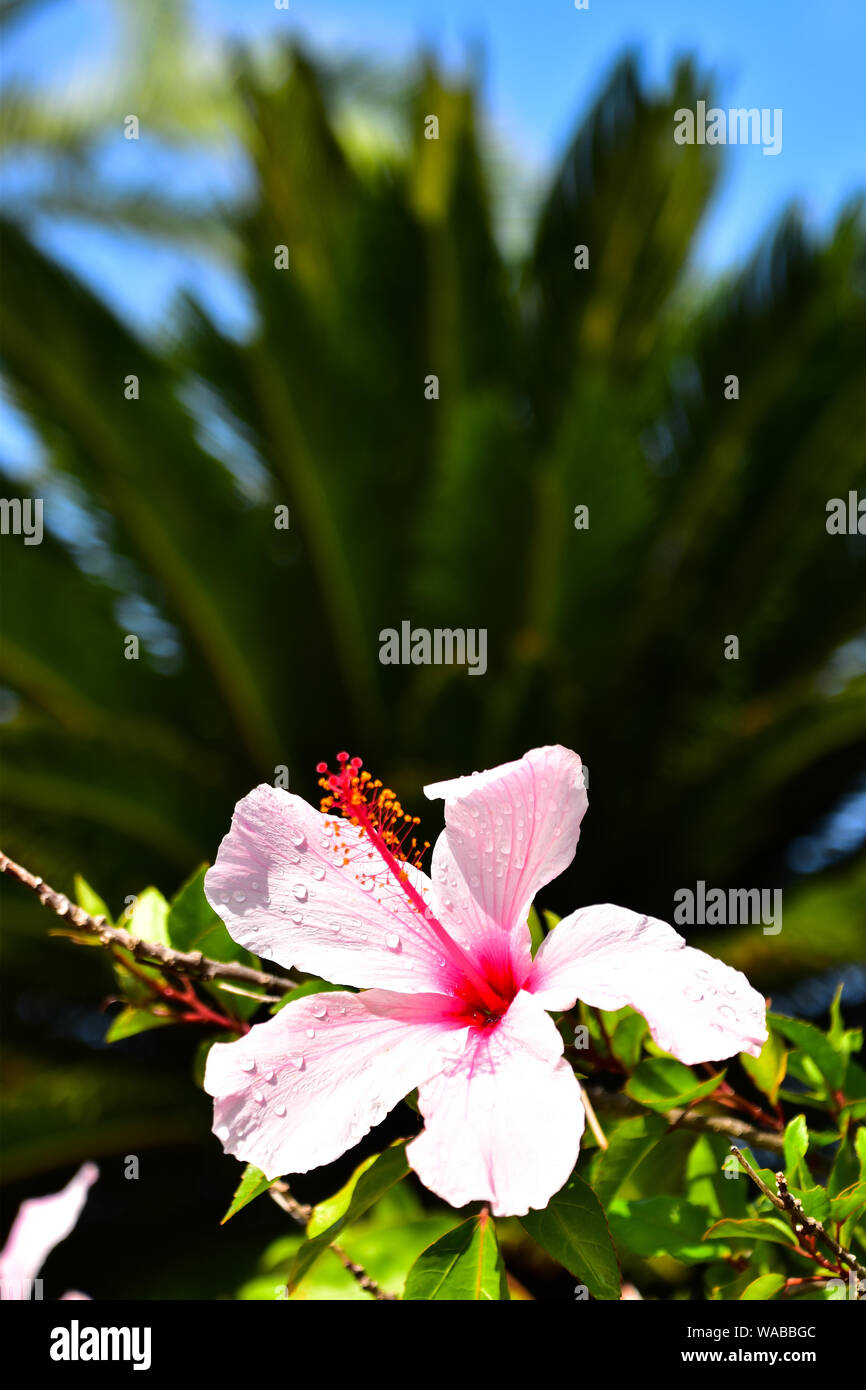 Pink Hibiscus, Sicily, Italy Stock Photo - Alamy