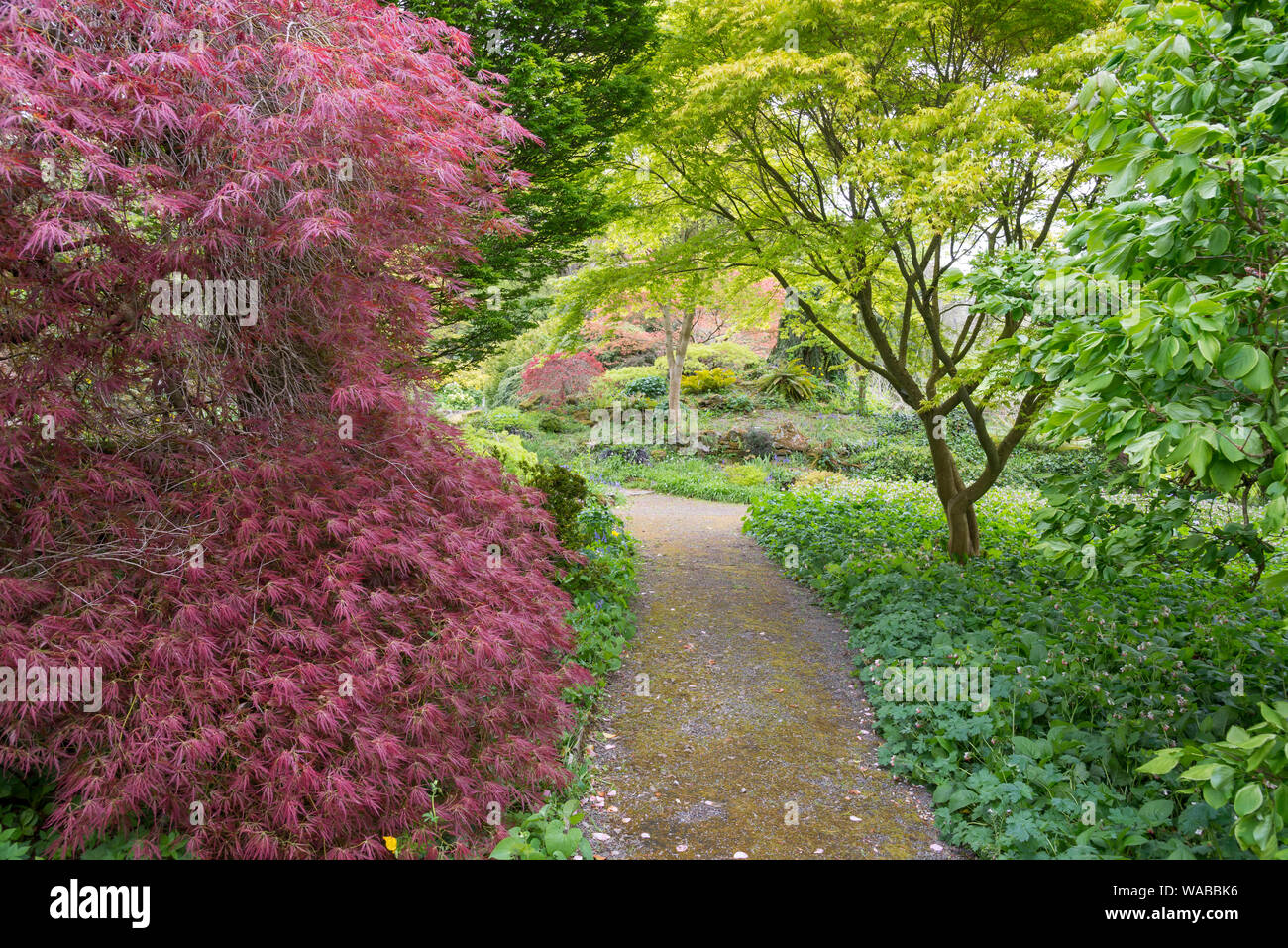 Path through trees in spring at Hergest Croft gardens, Kington, England ...