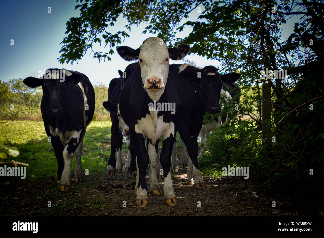 Cows under trees hi-res stock photography and images - Alamy