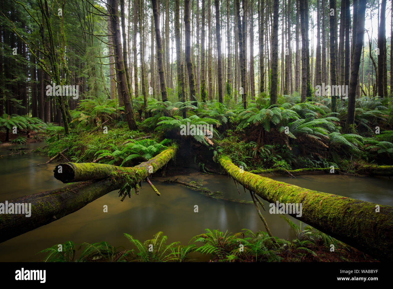 The tranquil Californian Redwood Forest in Cape Otway, Victoria ...