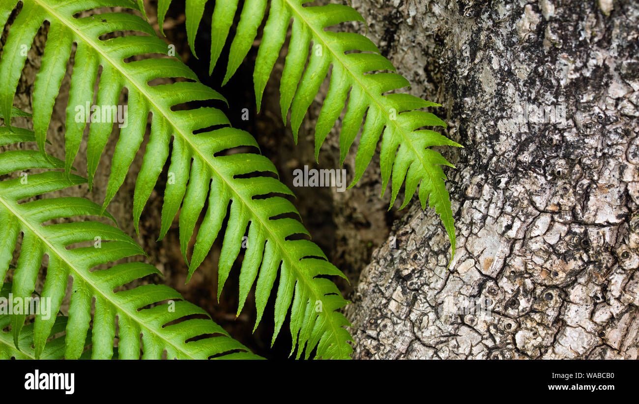 Juxtaposition of colours hi-res stock photography and images - Alamy