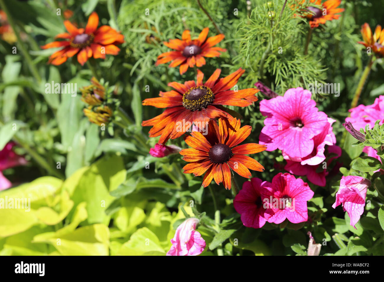 Pink petunia, big orange / brown flowers and plenty of different leaves ...