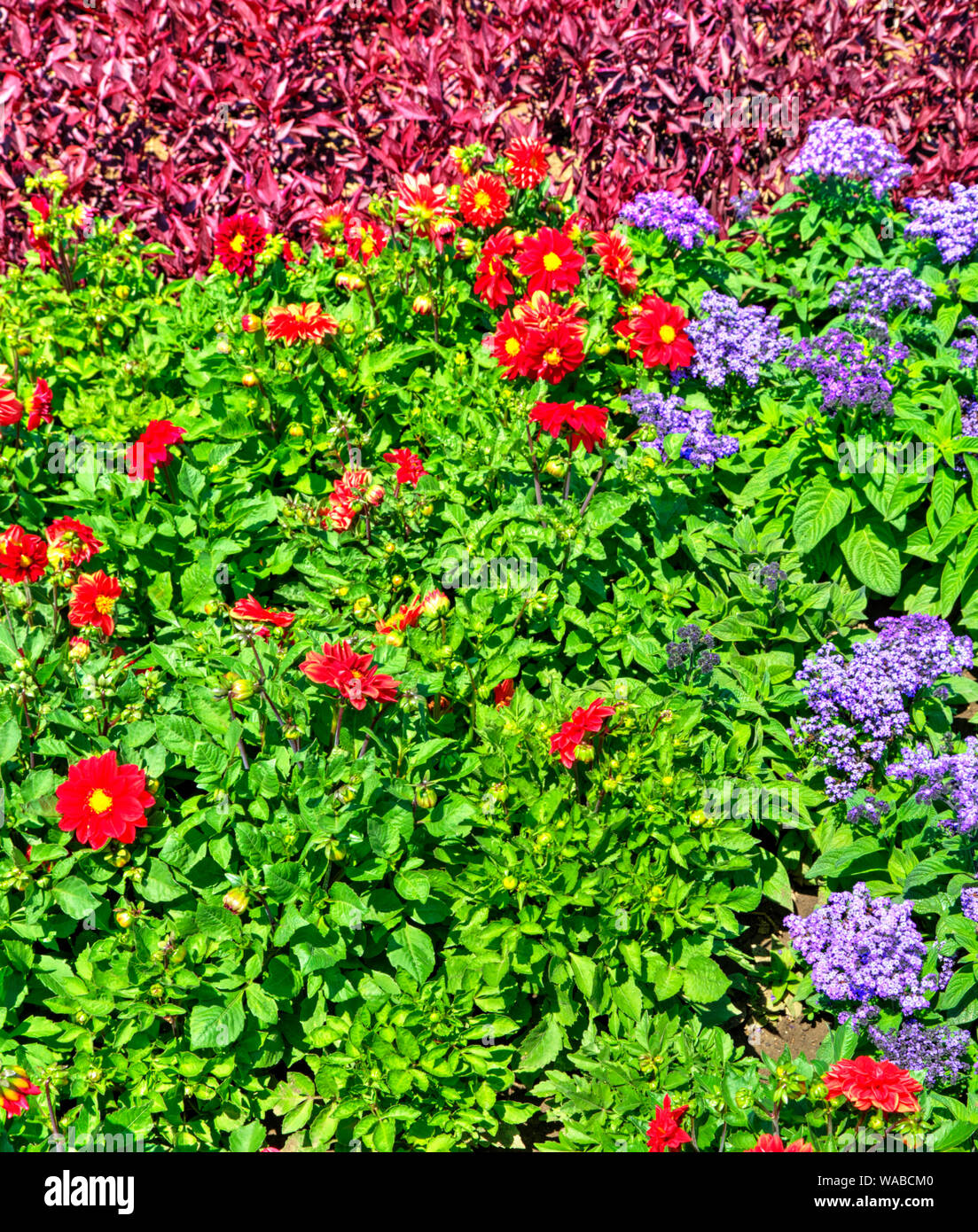 Beautiful view with blooming flowers in the botanical garden Stock ...