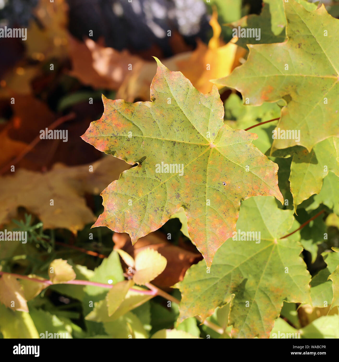 Colorful, vibrant maple leaves during fall / autumn season in Finland ...
