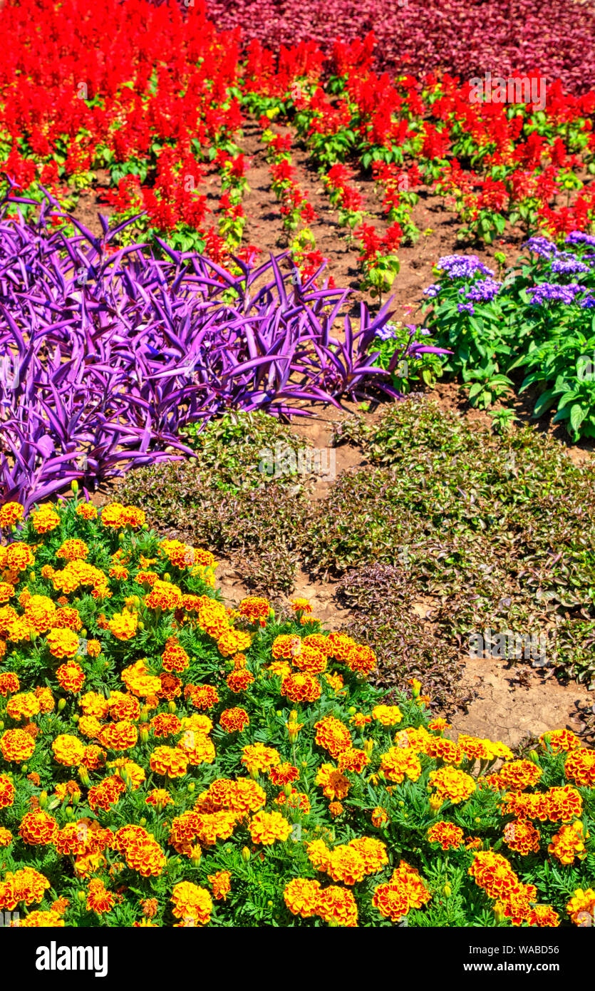 Beautiful view with blooming flowers in the botanical garden Stock ...