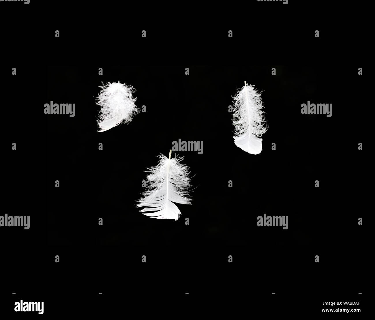 three white duck feathers in front of a black background Stock Photo ...