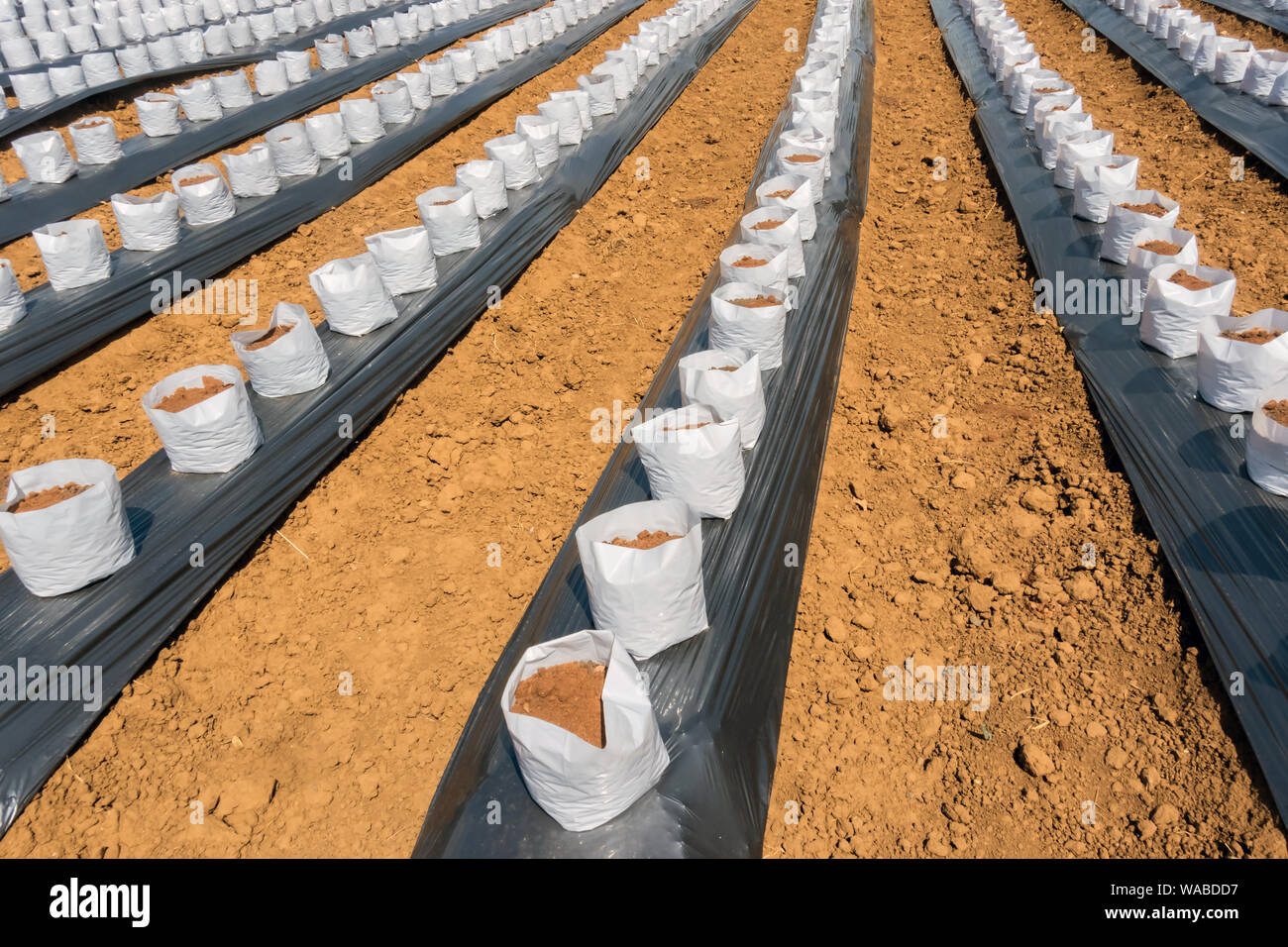 Fertigation hi-res stock photography and images - Alamy